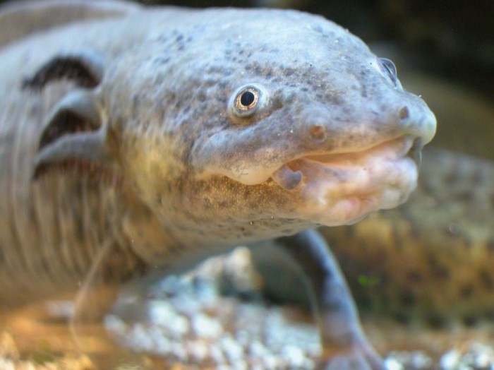 Faceti cunostinta cu cele mai urate animale din lume! (FOTO) - Ziarul ...