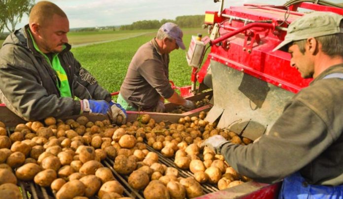 Producătorii de cartofi, batjocoriți de supermarketuri - Ziarul National