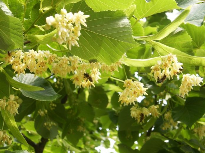 Rusaliile 2022. Lucrurile care NU trebuie să-ţi lipsească din casă de ...